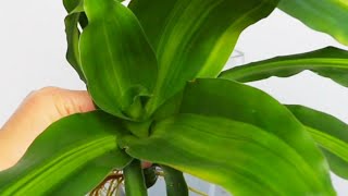 Happy Plant growing in Water