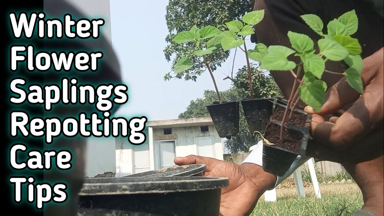 How To Repot Winter Flower Plants In Pot । सर्दियों के फूल कैसे लगाएं ...