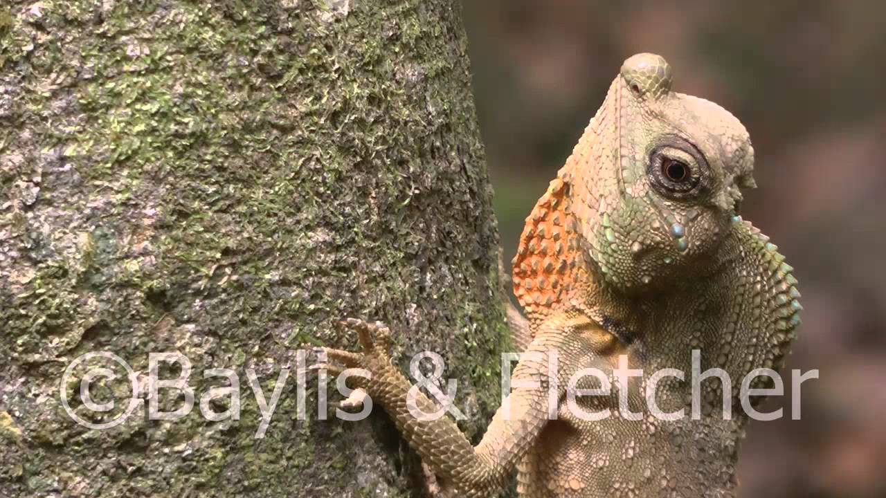 Hump-nosed lizard, Sri Lanka. 20110205_103038.mp4 - YouTube
