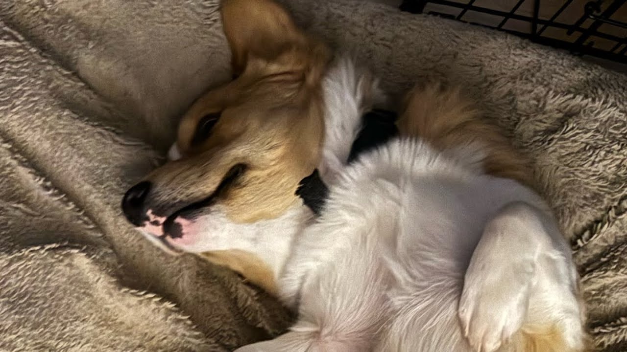 First flight in Michigan with the Quadifier - YouTube