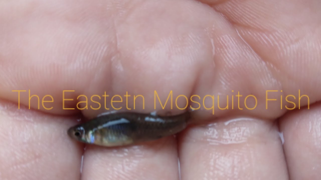 The Eastern Mosquito Fish species profile - YouTube