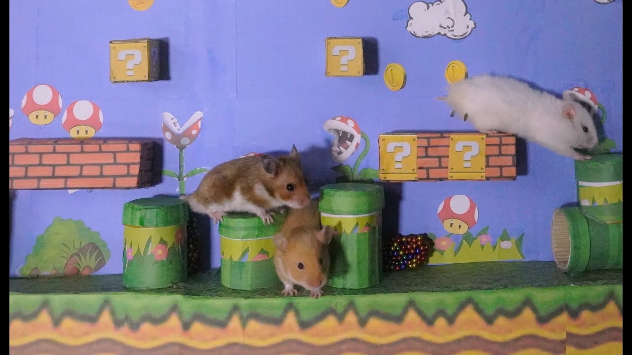 🐹🐹🐹Smart Hamster training super mario bros maze🍄🍄🍄🍄🍄 - YouTube
