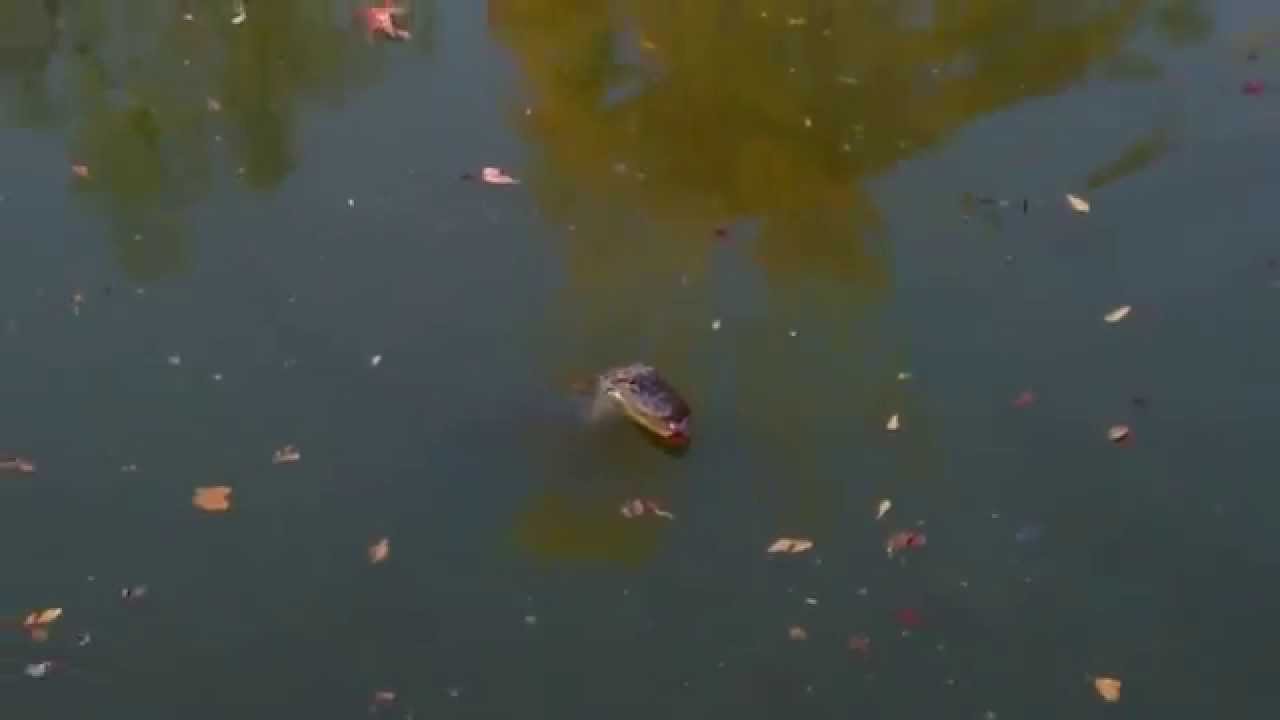 Baby Alligator Chases Fishing Tackle - Lake Houston - Moonlight Sonata ...