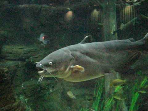 Texas Fish Hatchery Indoor Aquarium - YouTube