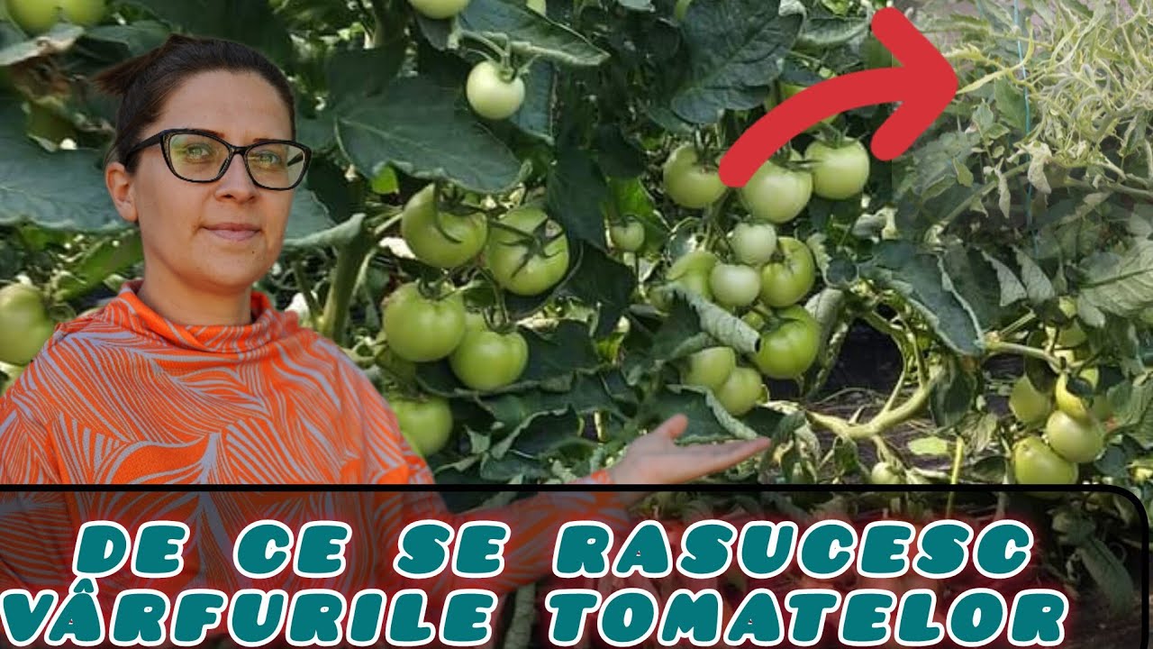 De ce se răsucesc frunzele și vârfurile la tomate - YouTube
