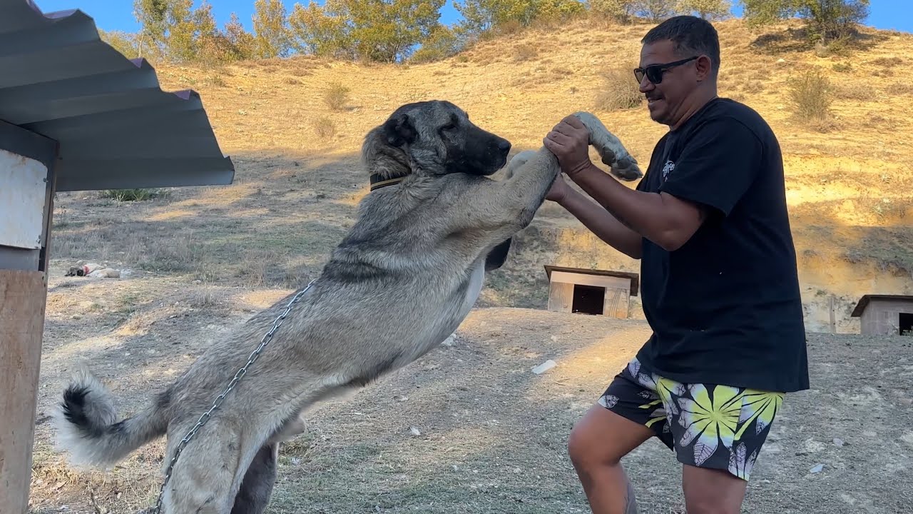 KANGAL RAMBO DAĞDA YAŞAM AİLESİNE EŞLEŞME YAPMAYA GELDİ @Dagdayasam ...