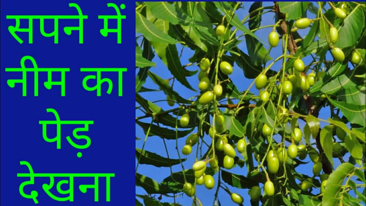 सपने में नीम का पेड़ देखना,sapne me neem ka ped dekhna,seeing neem tree ...