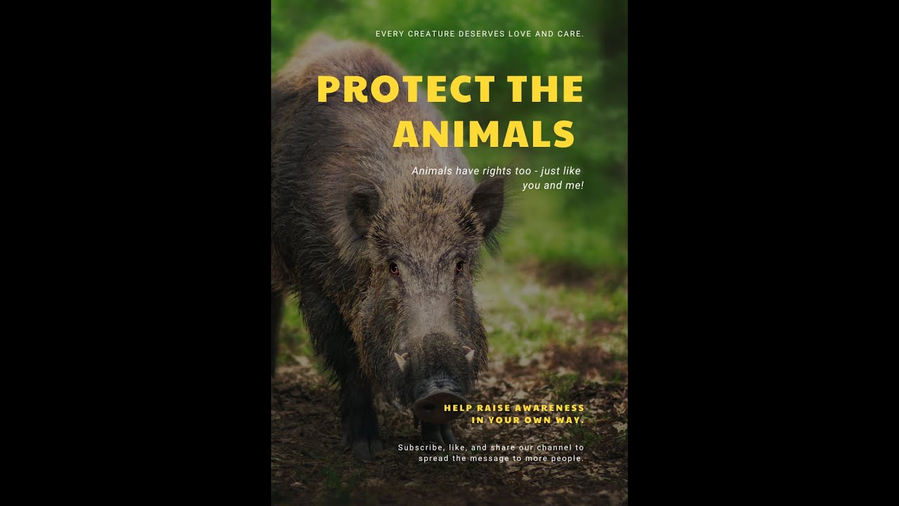 The Vietnamese Wild Boar (Sus scrofa vittatus) - YouTube