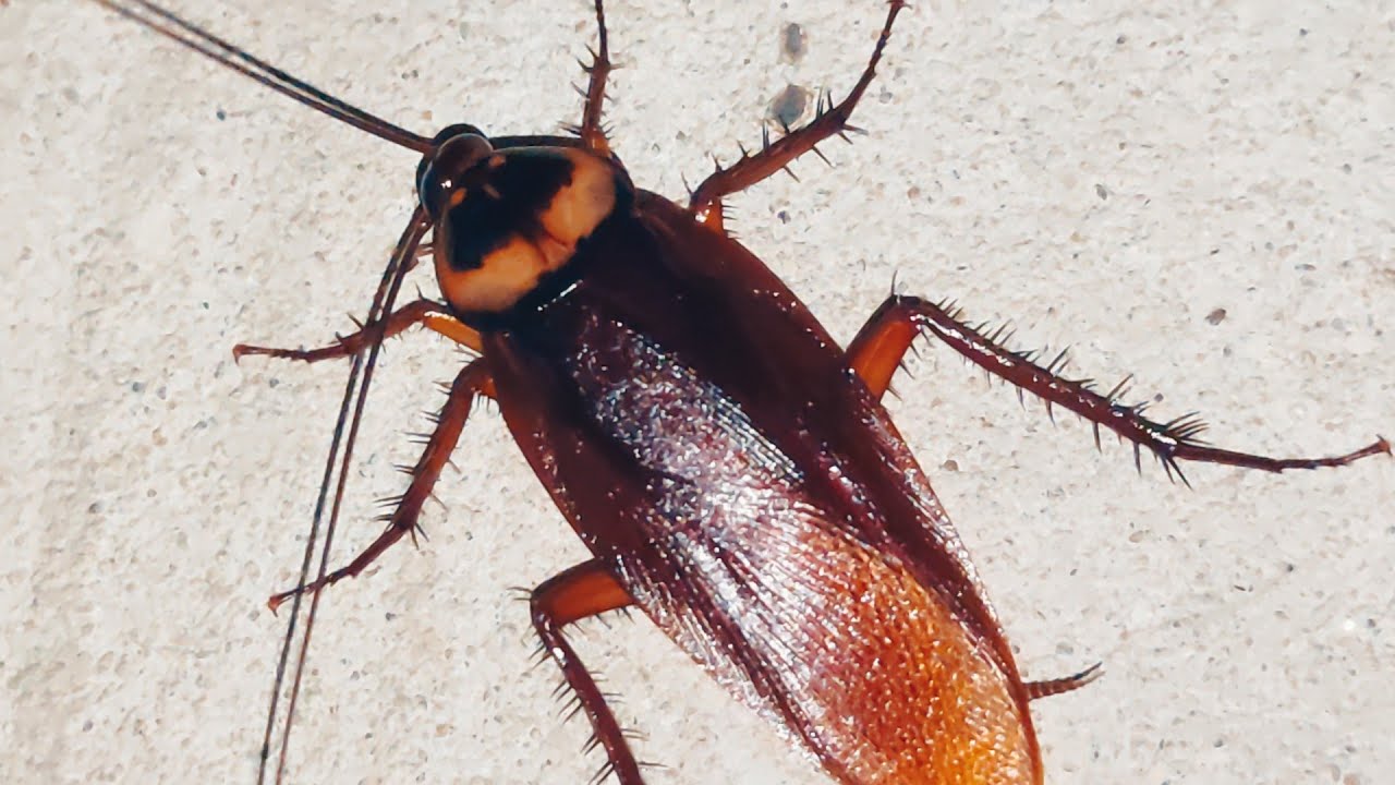 telapoka cockroach 26 - YouTube