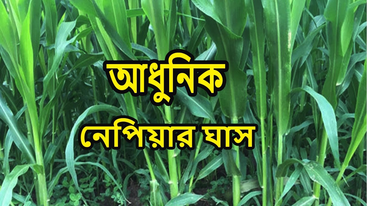 Cultivation Of Napier Grass/Napier Grass Cultivation Pdf/Napier Grass ...