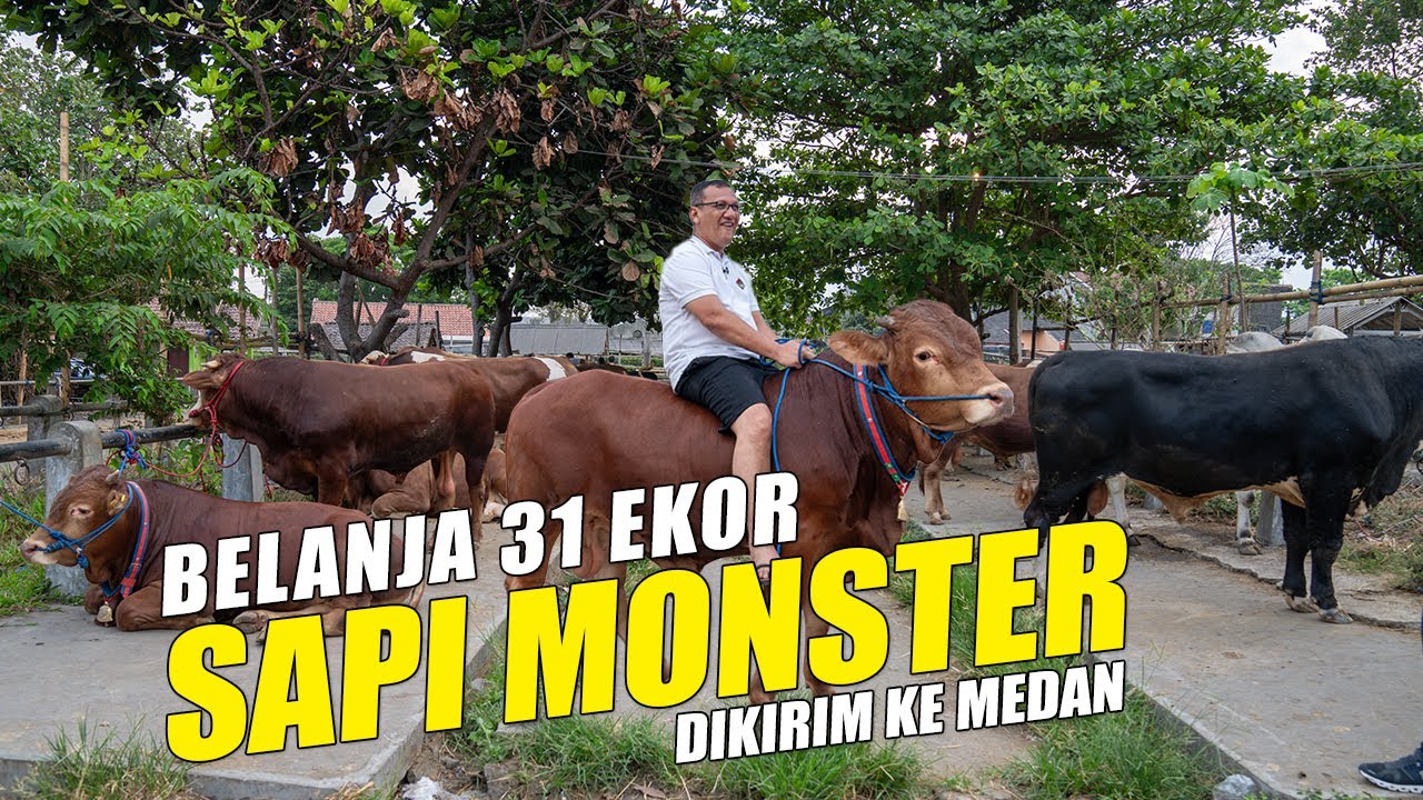 Belanja 31 Ekor Sapi Monster - YouTube