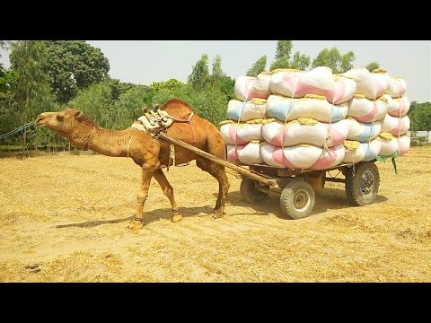 Camel Pull Loaded Cart Season 2022 - YouTube