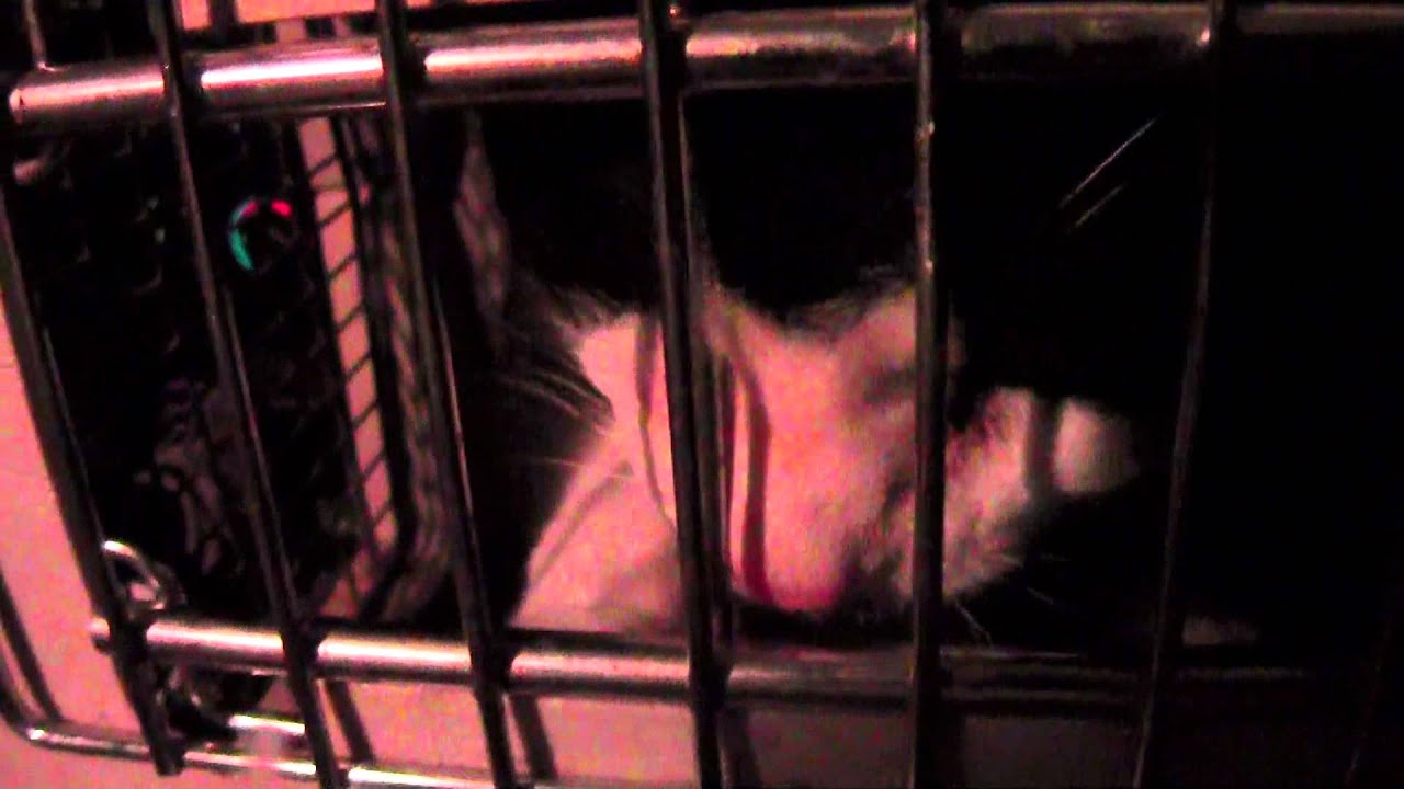 cat drive thru prank (Funny cat prank) - YouTube