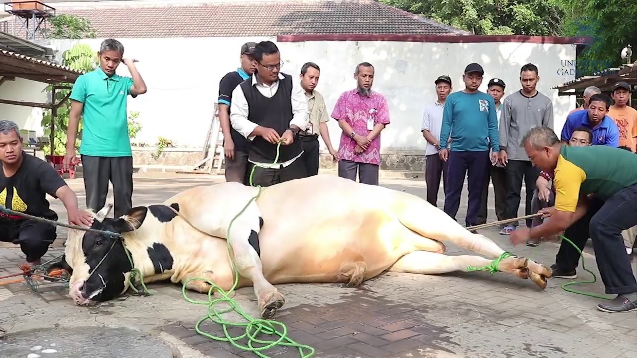 Daging Kurban Aman, Sehat, Utuh, dan Halal - YouTube
