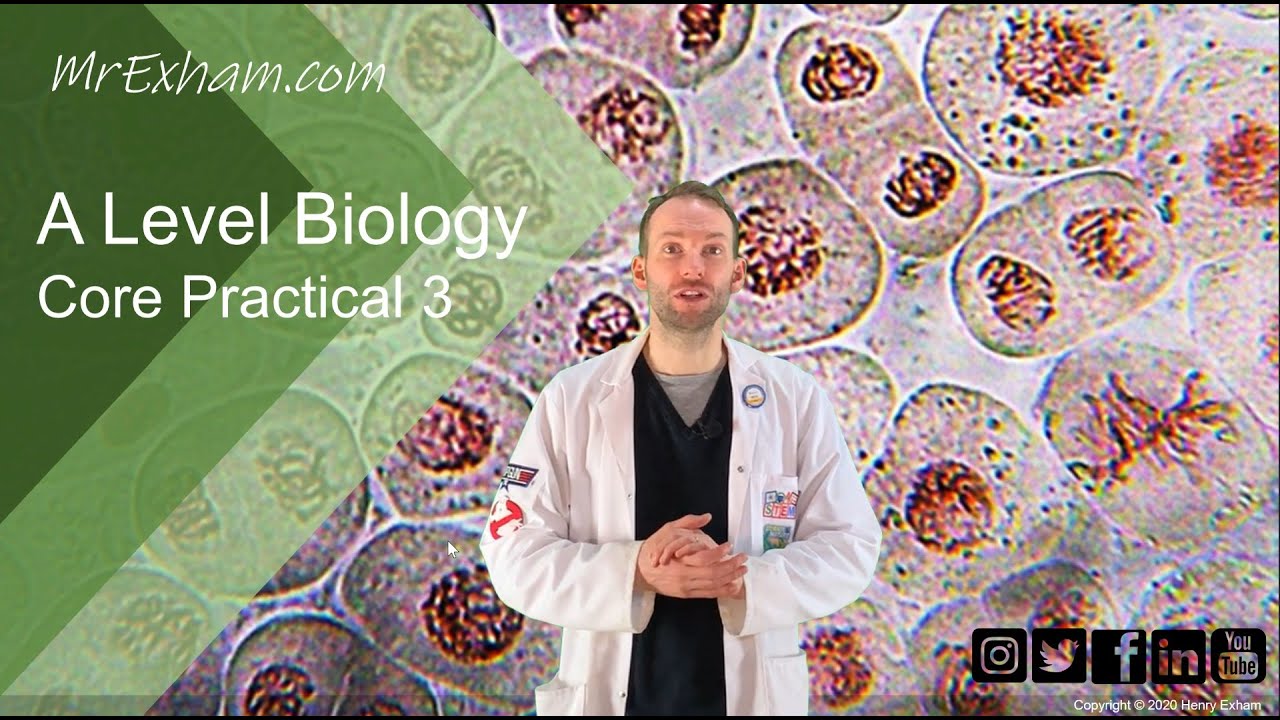 Core Practical 3 - Root Tip Squash - A Level Biology - YouTube