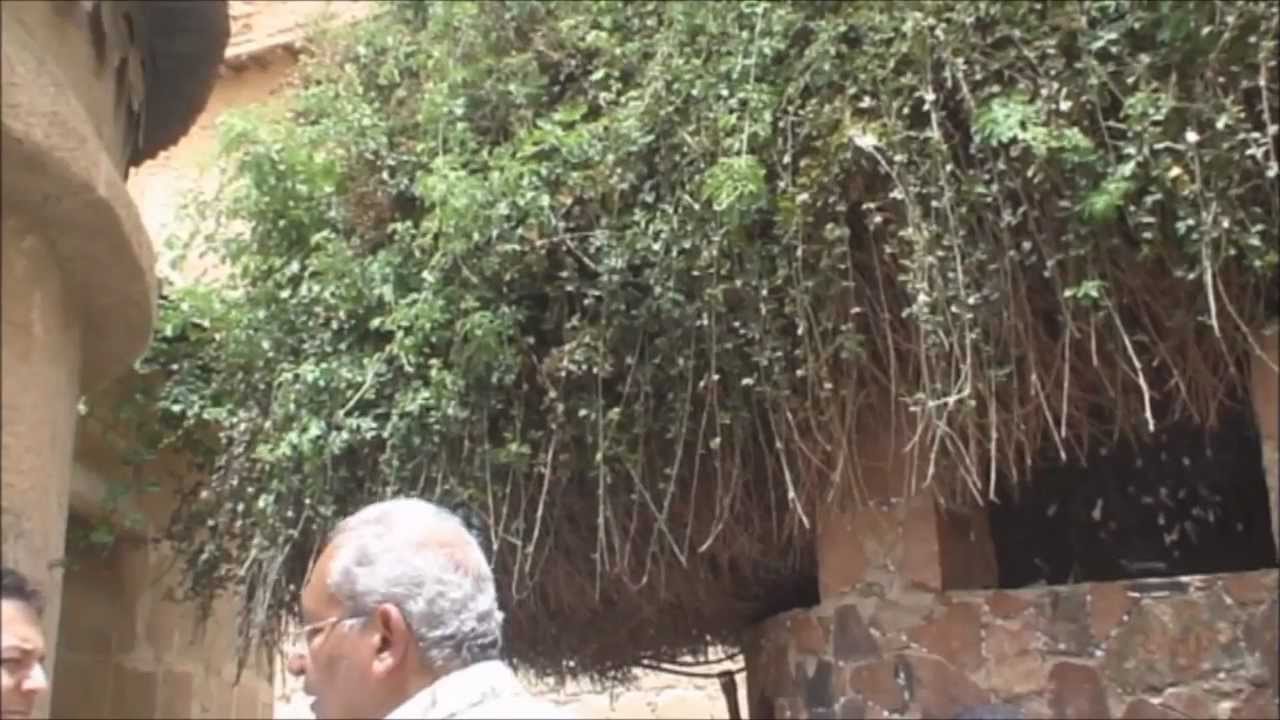 Real bush prophet Moses saw - YouTube