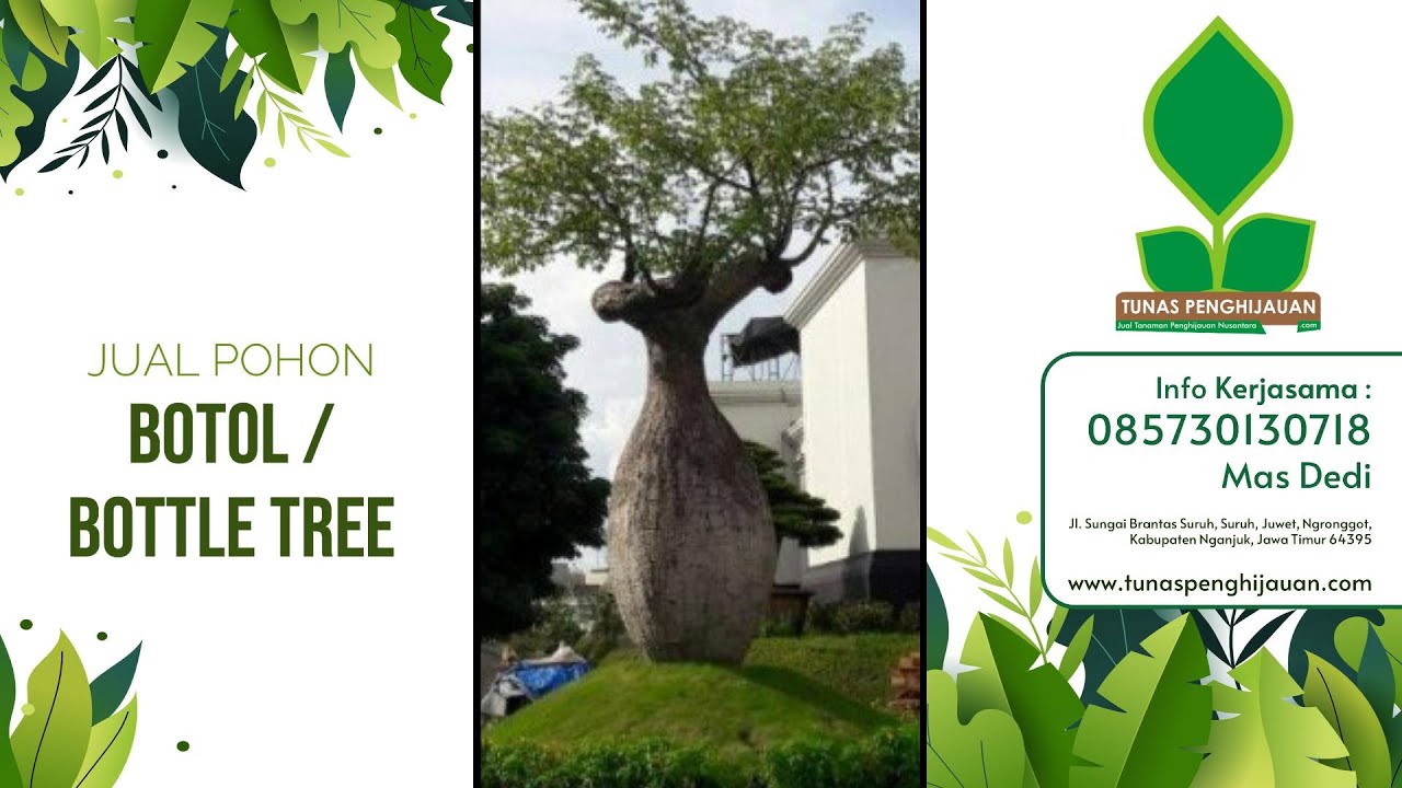 Jual Pohon Bottle Tree (Pohon Botol) Argentina - YouTube