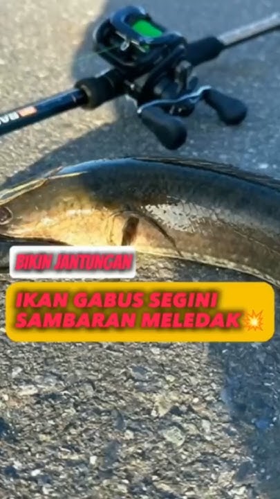 ikan gabus segini Sambaran bikin jantungan💥 #fishing #ikangabus #snekhead #mancing #tagforshort ...