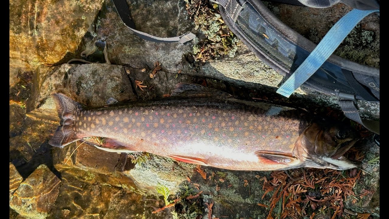 Muskoka Spring Brook Trout Fishing - YouTube