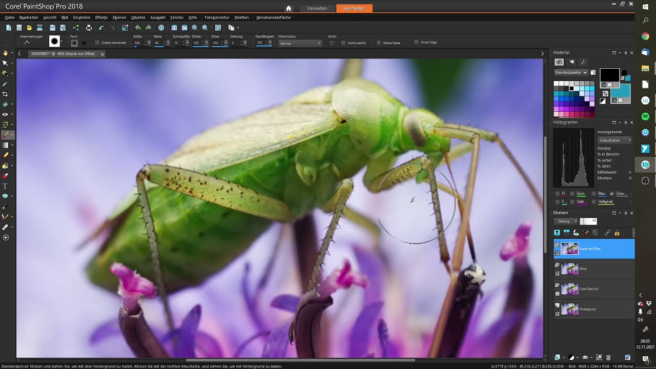 Insect Makro Editing using Nik Collection and Corel Paintshop - YouTube