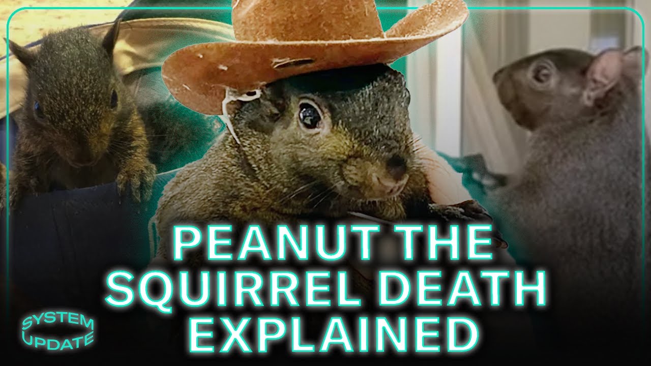 Peanut the Squirrel Death OUTRAGE: What It Means for the Animal Rights ...