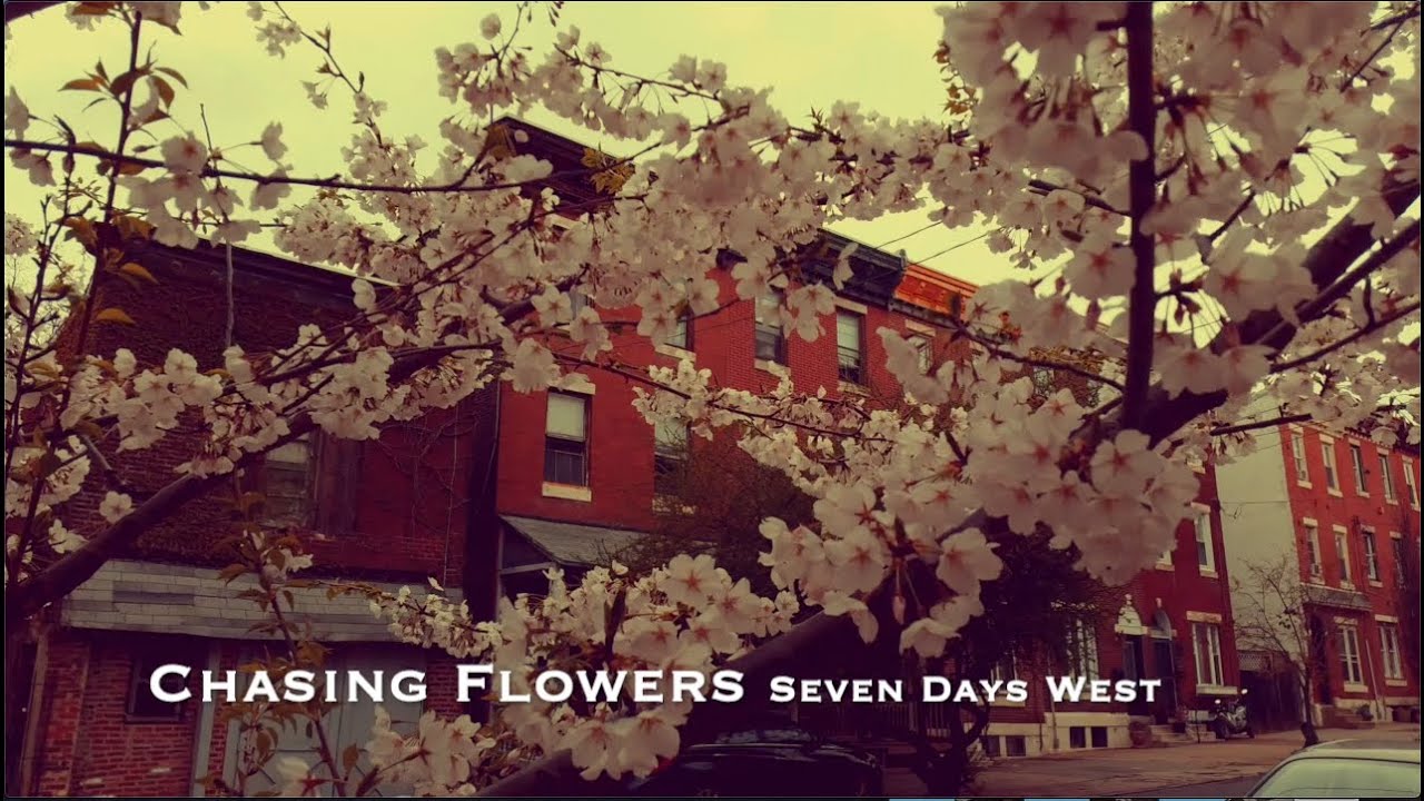 Chasing Flowers (with lyrics) - YouTube