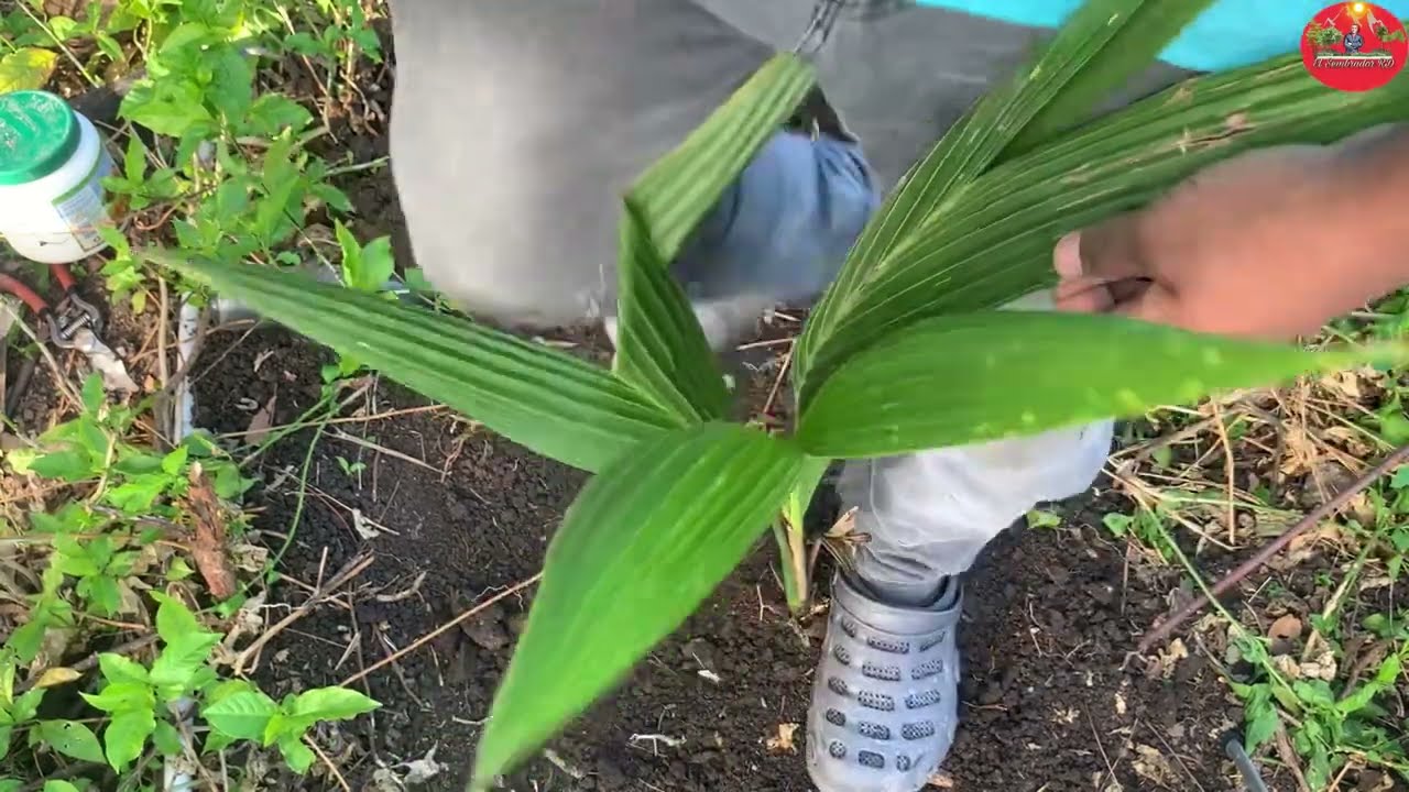 Cómo Germinar y Sembrar COCOS para que crezcan rápido y tengan Cosechas ...