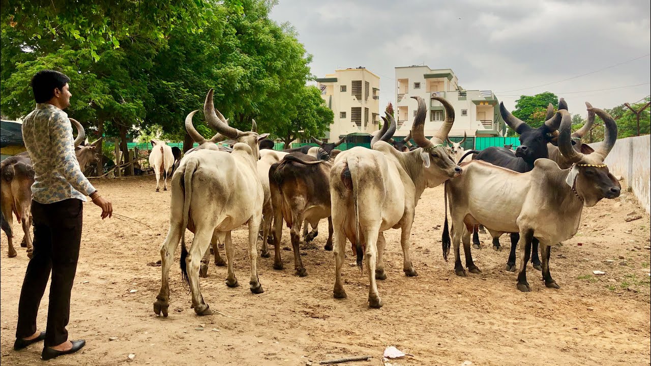 Orignal Sound Best kankrej cows in india | Thaltej Kankrej king Jayram ...