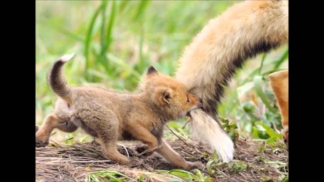 Rocking animals - YouTube