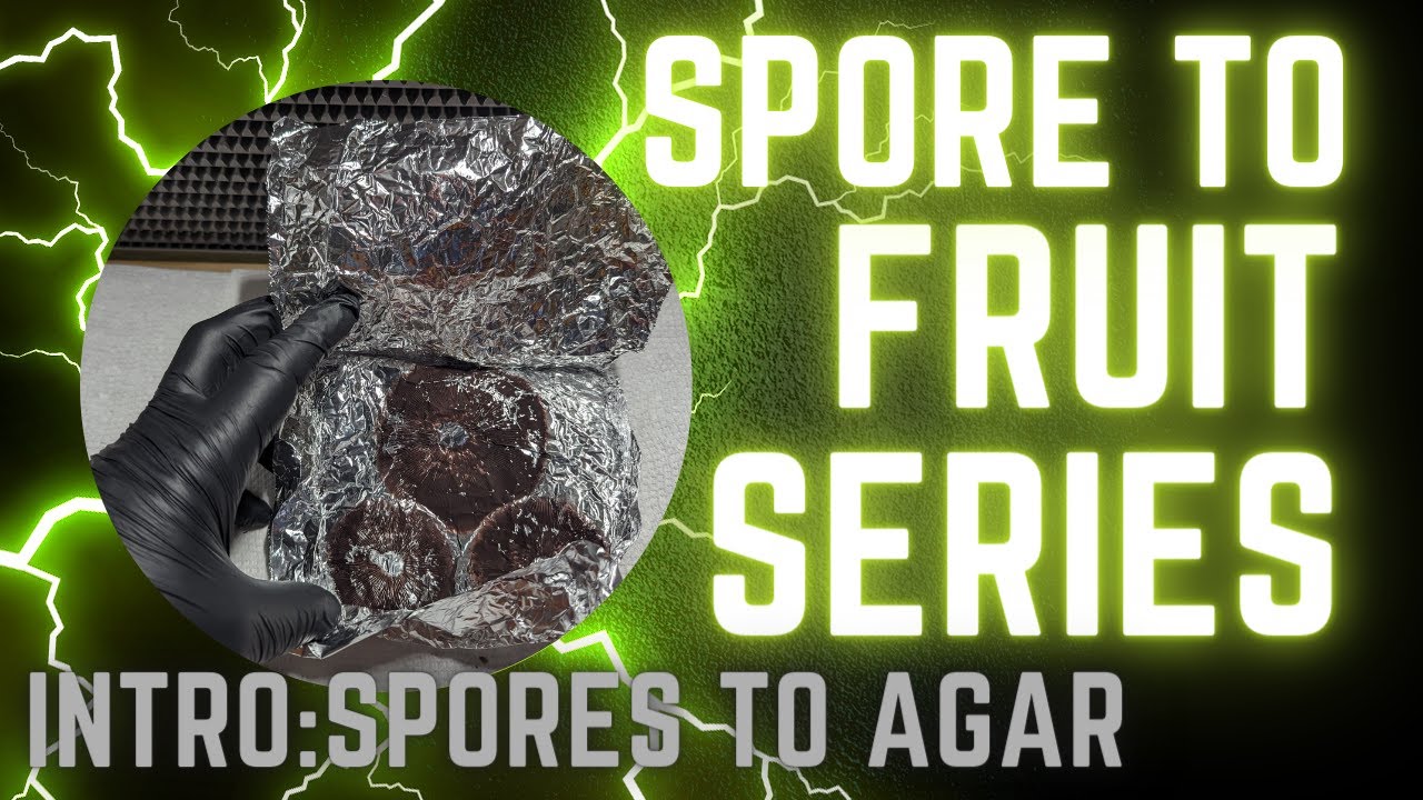 HOW TO GROW MUSHROOMS: SPORE TO FRUIT SERIES - SPORE PRINTS & SPORE ...