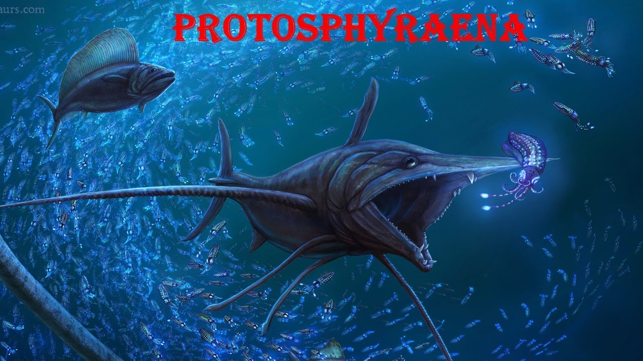 Protosphyraena - YouTube