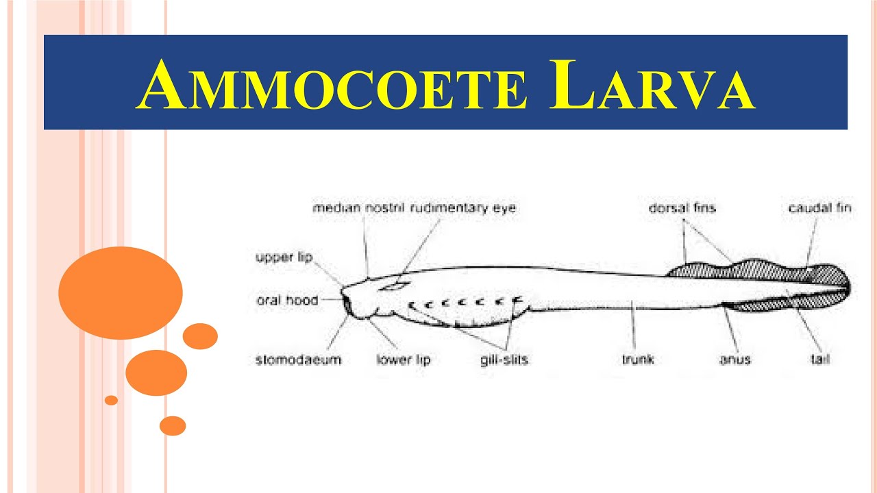 Lamprey Ammocoete Larva