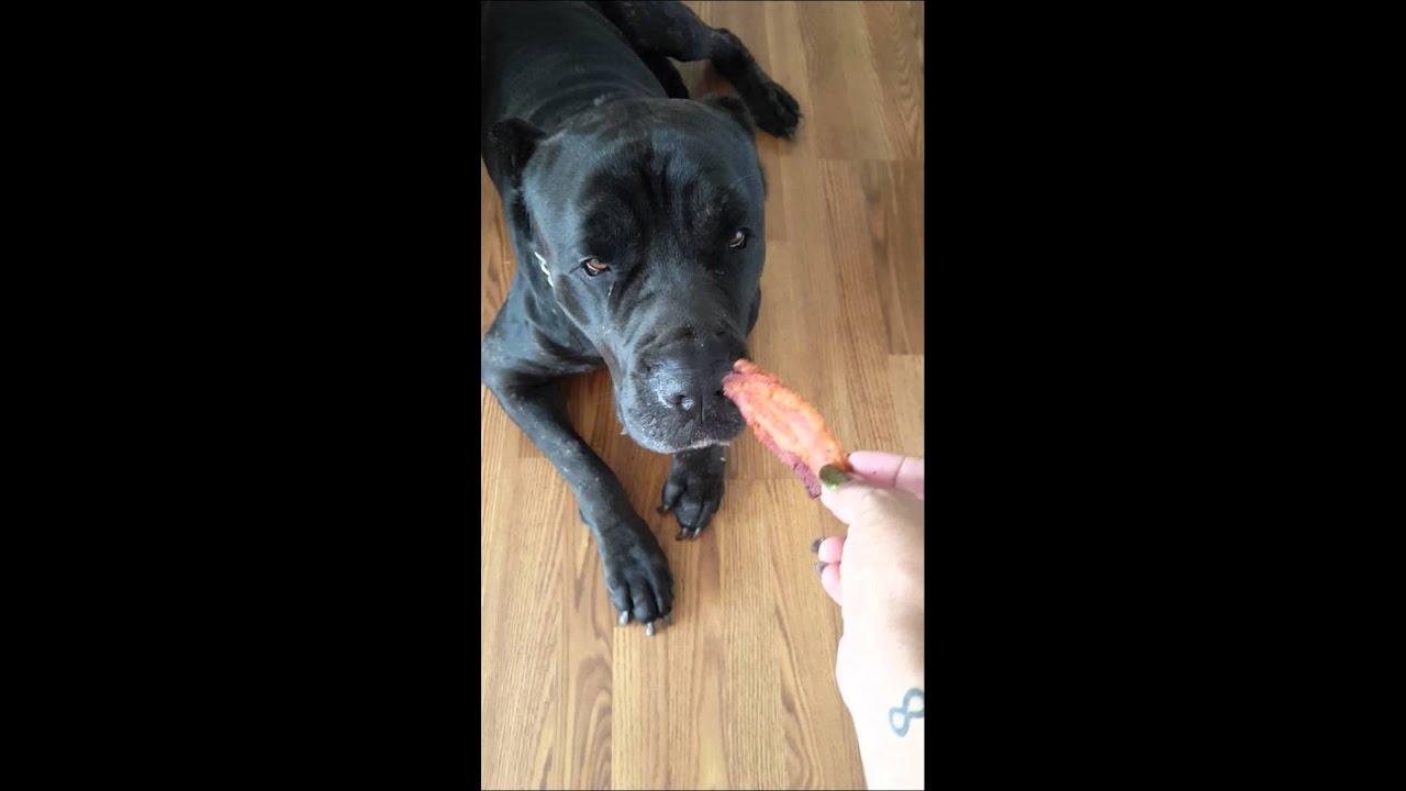 Cane Corso "drool master" - YouTube