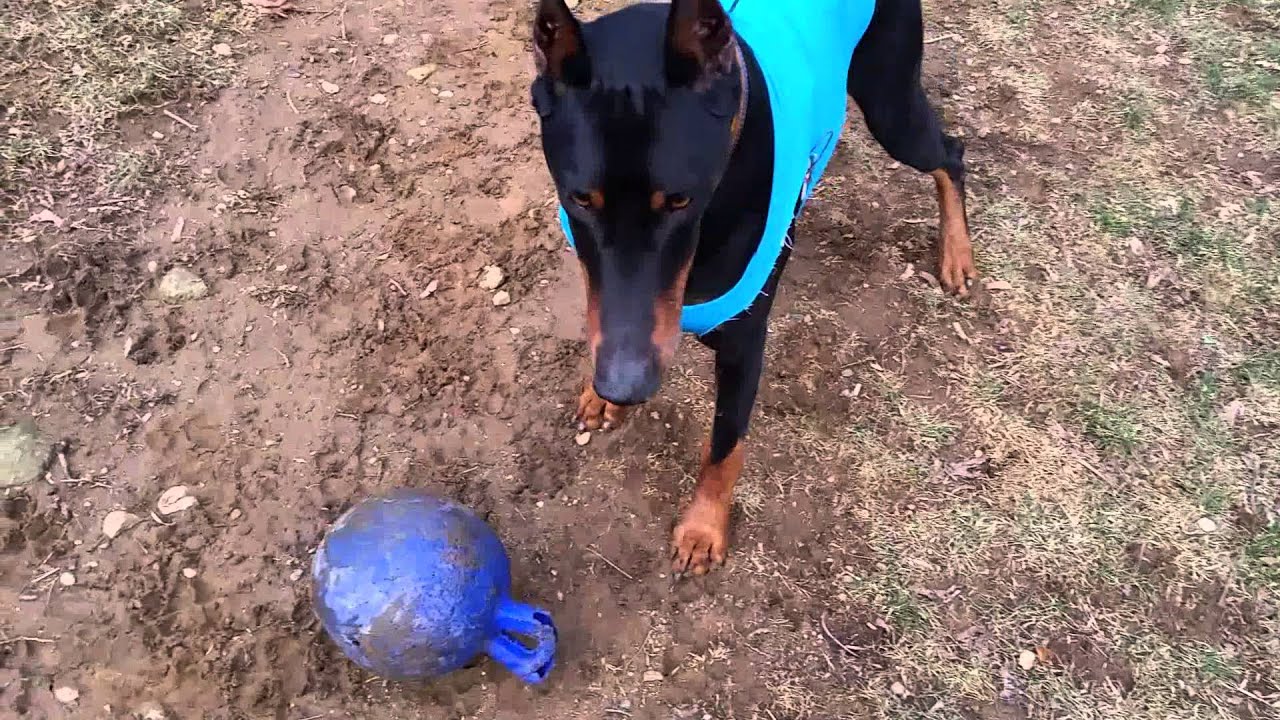 Cooper wearing Holter Monitor vest - Feb 2016 - YouTube