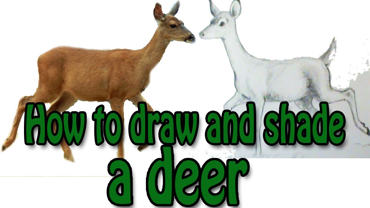 How to draw and shade a deer - YouTube