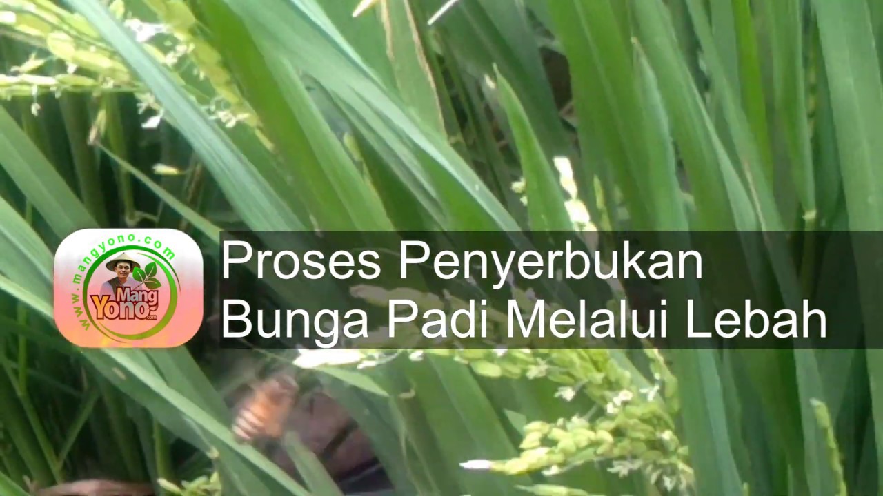 Proses Penyerbukan Bunga Padi Melalui Lebah - YouTube