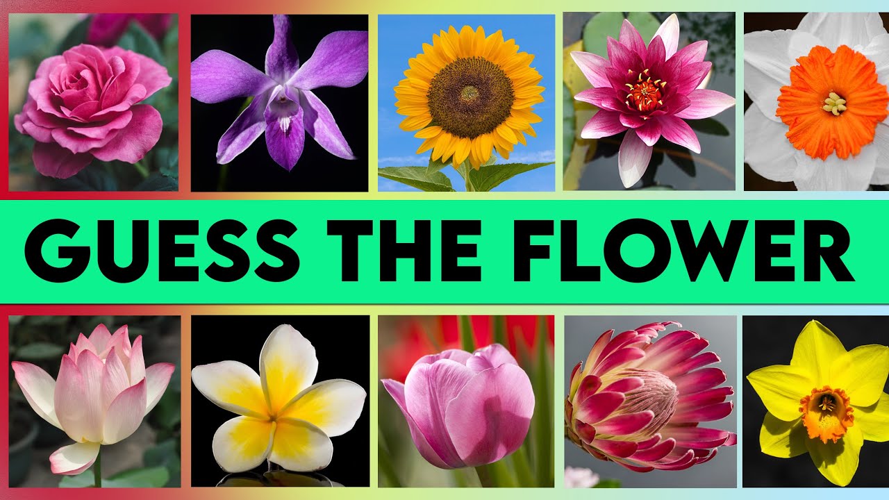 Guess Top 10 FLOWER in the world | Guess By Photo | Flower Quiz - YouTube