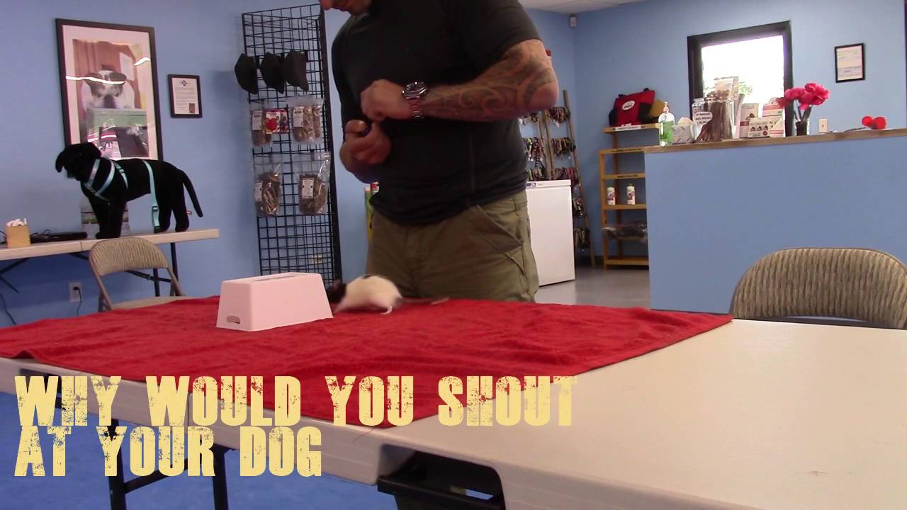 rat clicker training - YouTube