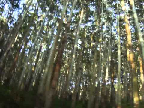 nilgiri tree ooty - YouTube