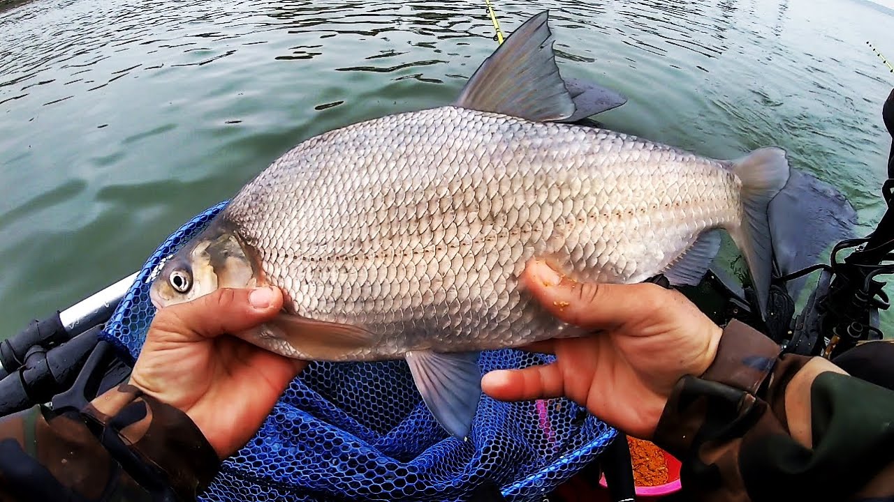 Pescuit la platica uriasa din barca la Dunare am rupt normele in 4 ore ...