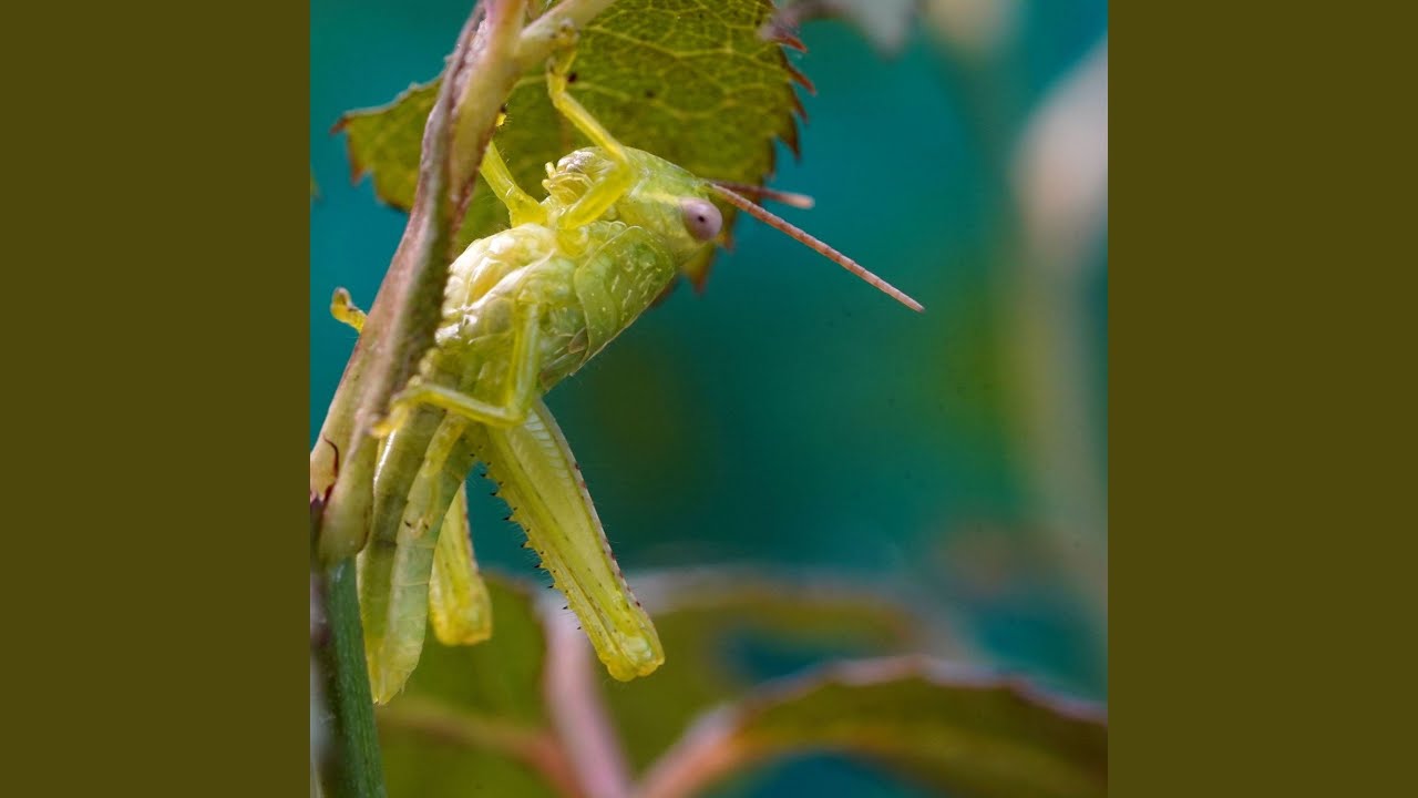 Arctic Mite - YouTube