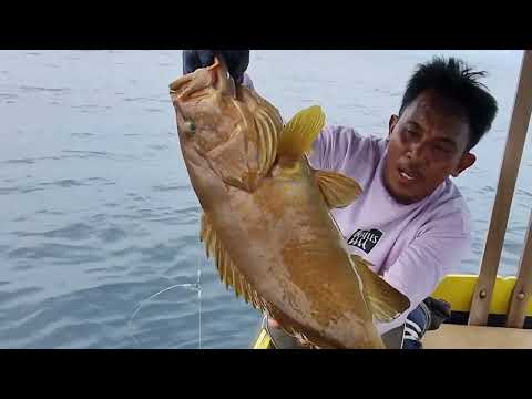 AWALNYA MEMAKAI UMPAN POTONG,SETELAH UMPAN HIDUP YANG TURUN TIDAK ADA AMPUN