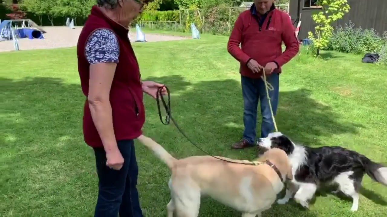 Training with Alison Hornsby - Lesson 15 Greeting Other Dogs - YouTube