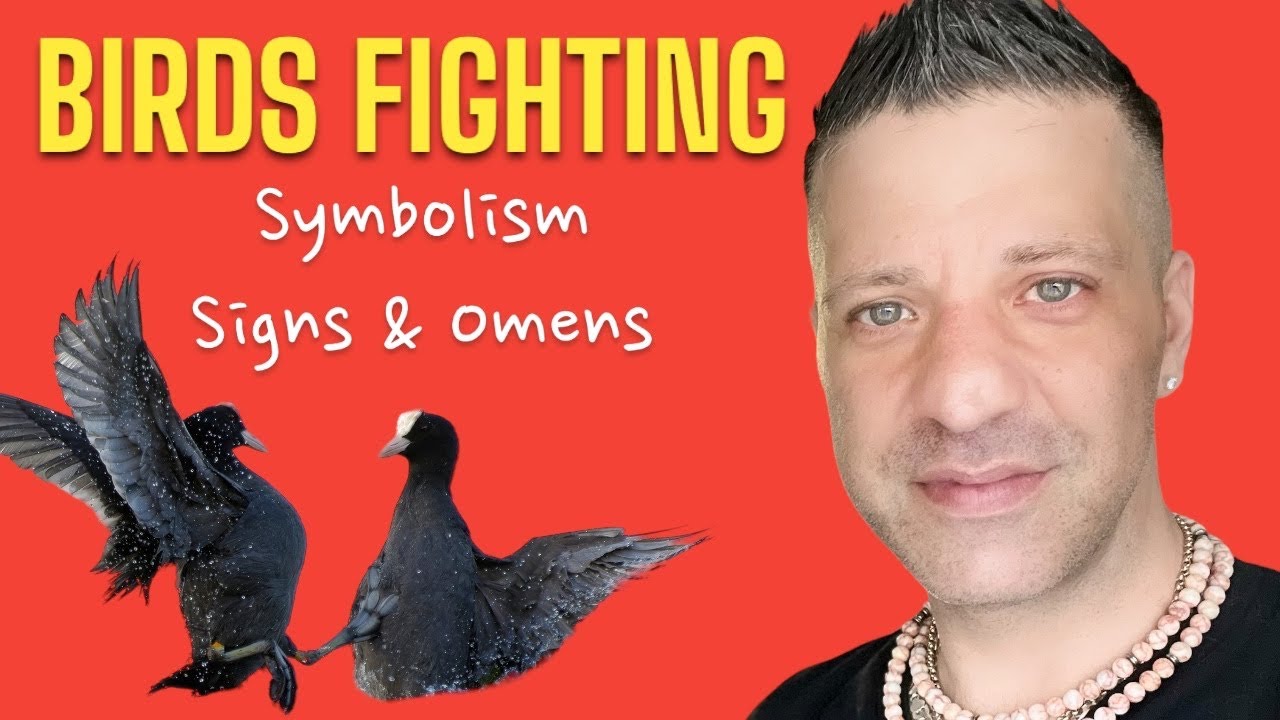 When You See Two Birds Fighting | Symbolism | Signs & Omens - YouTube