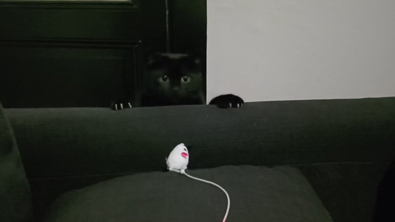 Little Panter Chanter Hunting 🐁 Funny clip - YouTube