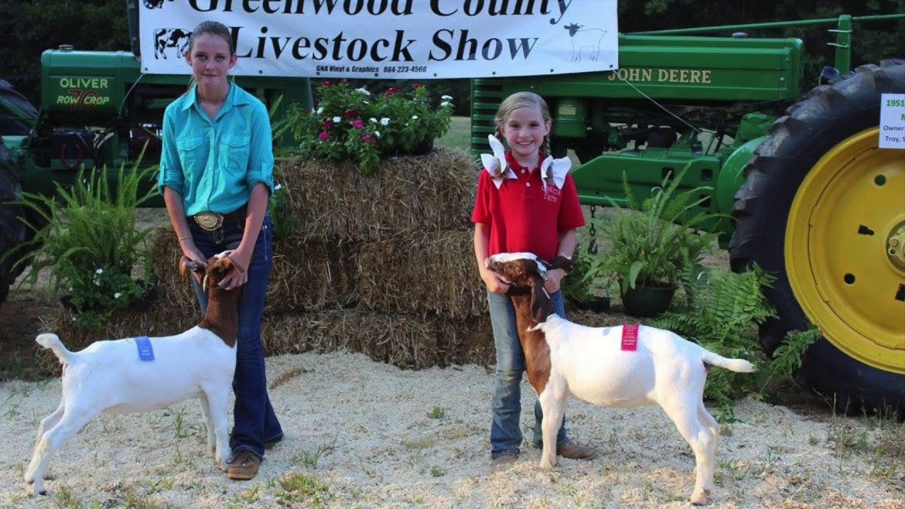 My 4 H Meat Goat Project 2017 - YouTube