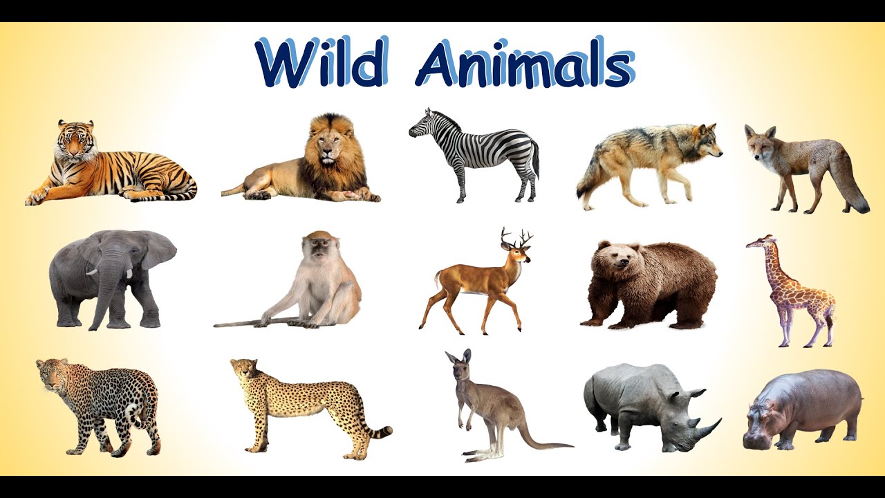 Wild Animals Names With Pictures - Learning For Kids - YouTube
