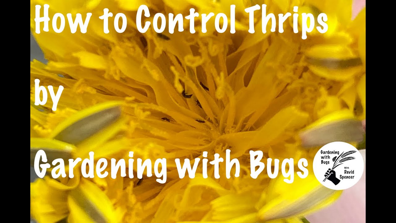 How to Control Thrips by Gardening with Bugs - YouTube