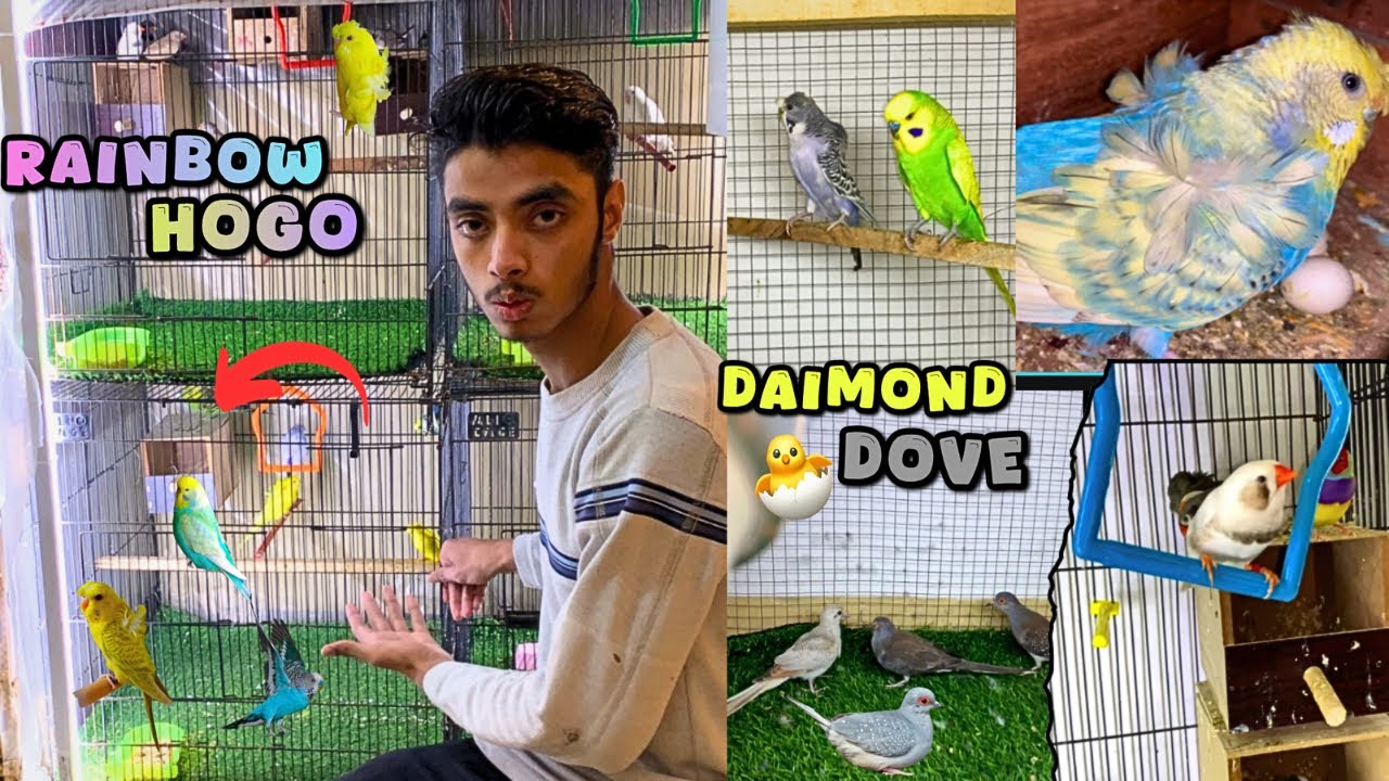 Rainbow hogoromo budgies k bachy nikl aye😍🐣|Daimond dove ki colony bna ...