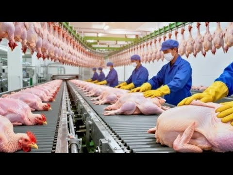 Inside America’s Chicken Mega Factory: The Shocking Truth of Modern ...